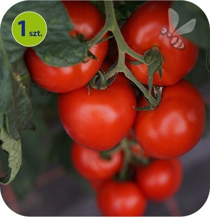 Pomidor szczepiony Flavance - SADZONKI POMIDORÓW