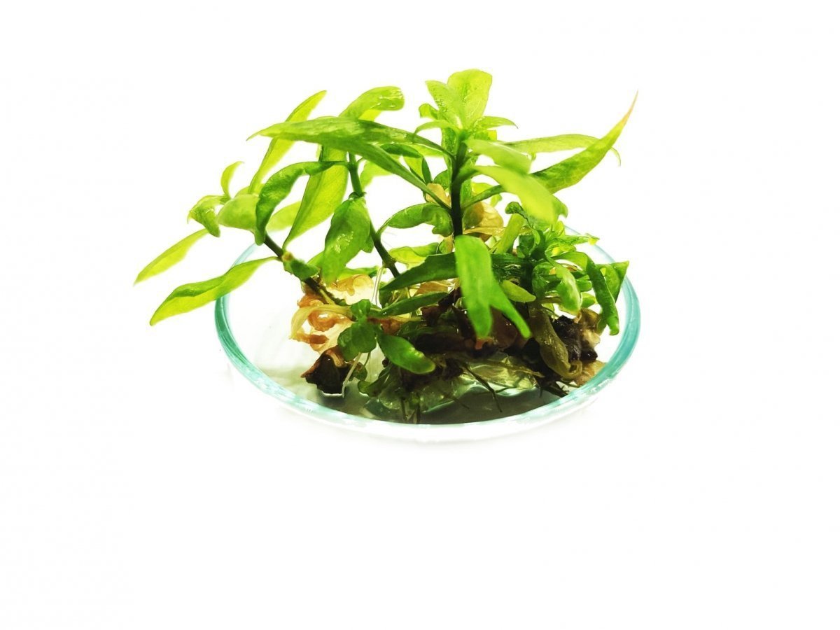 Hygrophila Polysperma Sunset PORCJA 2 Sadzonki In vitro - Rośliny in ...