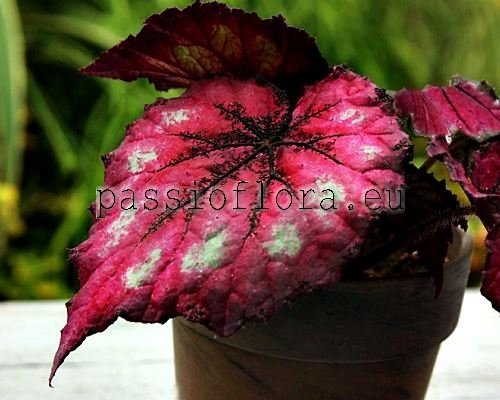 Rex Begonia seeds - Hybrid No. 6 - PassioFlora.eu - Beautiful and rare ...