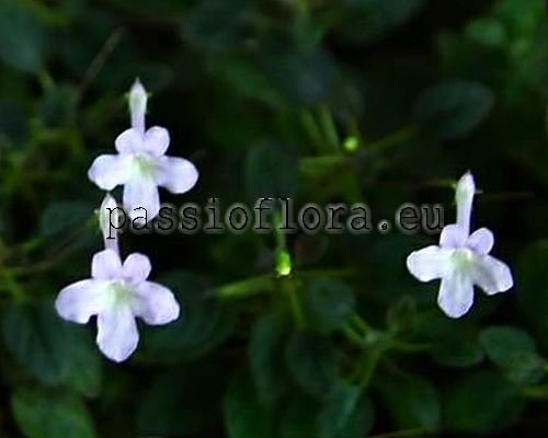 Micro Mini Sinningia pusilla Serra da Vista - Sinningia tubers for sale ...