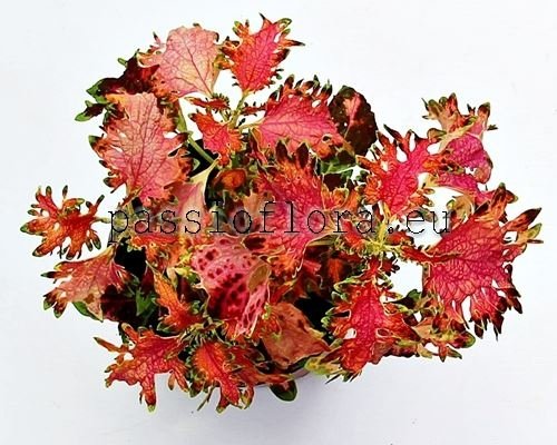 Coleus Seeds - Passioflora.eu - PF-Peach - Ornamental plants