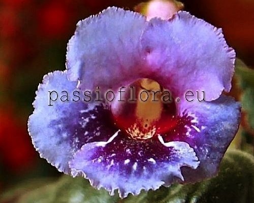 Mini Sinningia seeds - SRG's Gourmet - PassioFlora.eu - Beautiful and ...