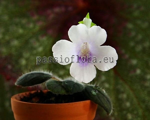 Micro Mini Sinningia Jung's Violet Heart - Sinningia tubers for sale ...