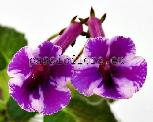 PassioFlora.eu - Mini Sinningia Miriam G.