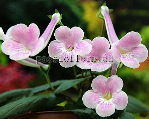 PassioFlora.eu - Mini Sinningia Stone's Georgia - Tubers & Seeds For ...