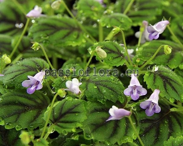 Micro Mini Sinningia minima - PassioFlora.eu - Gesneriads ...