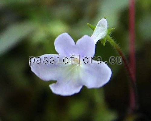 Micro Mini Sinningia pusilla Imbe - Sinningia tubers for sale ...