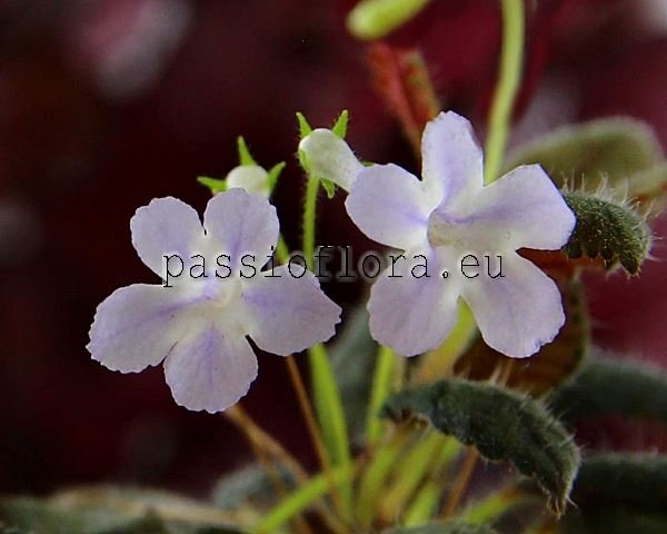 Micro Mini Sinningia muscicola - PassioFlora.eu - Gesneriads ...