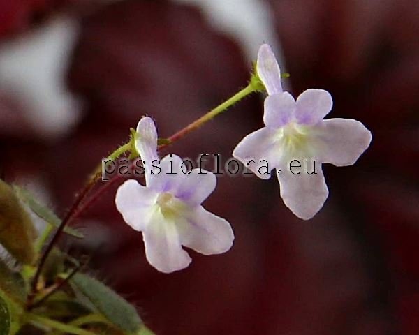 Micro Mini Sinningia pusilla Serra da Vista - Sinningia tubers for sale ...