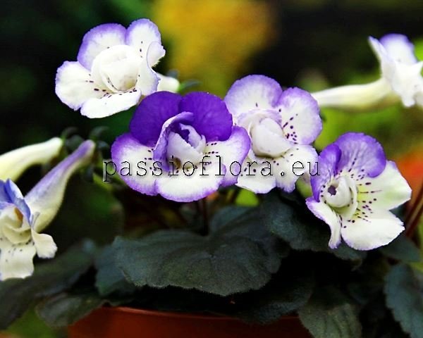 Mini Sinningia seeds - SRG's Capri - PassioFlora.eu - Beautiful and ...