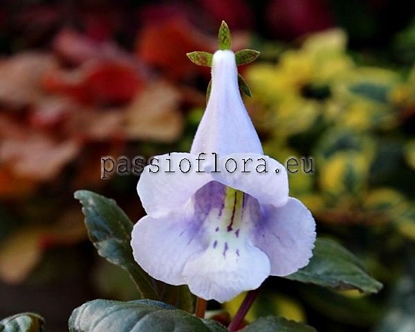Passioflora.eu - Sinningia eumorpha