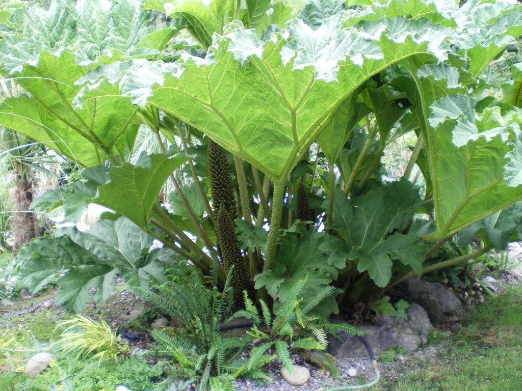 Gunnera Olbrzymia Sadzonka (Gunnera manicata), Niska Cena, Plumeria.pl