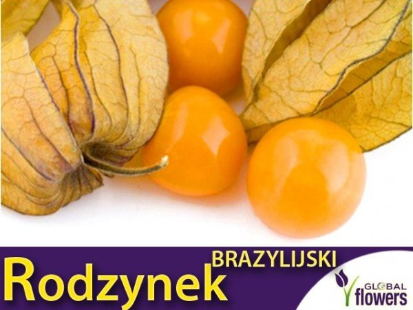 Rodzynek Brazylijski nasiona cena (Physalis peruviana) nasiona Sklep ...