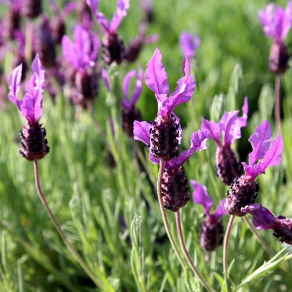 Lawenda francuska ( Lavandula stoechas ), prowansalska roślina Sklep ...
